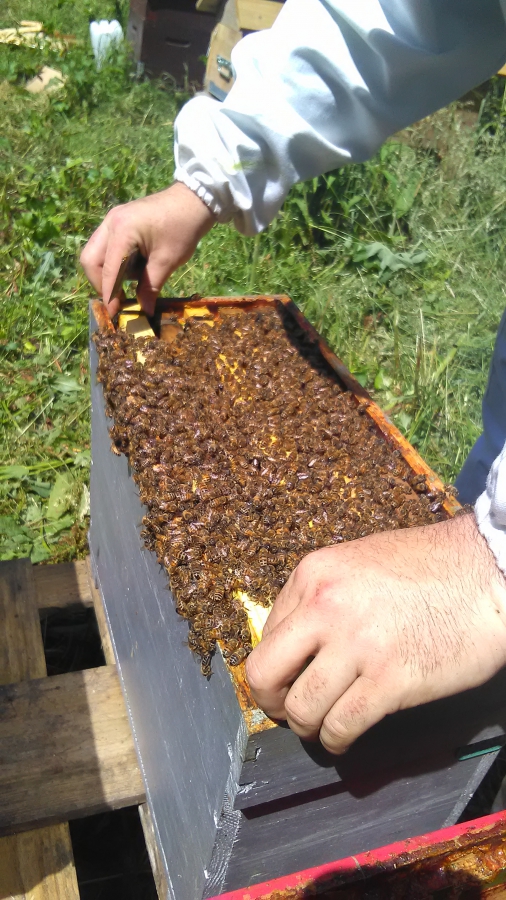ESSAIM d'ABEILLE NOIRE, dispo juillet, en Normandie ( calvados, Orne ...