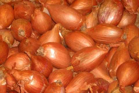 echalote-plant-semence-echalotte-Bio-poire-cuisse de poulet-grise ...